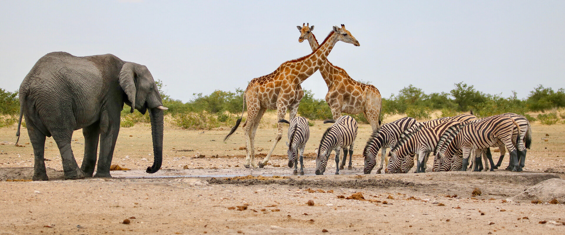 Understanding Biodiversity | iDiv