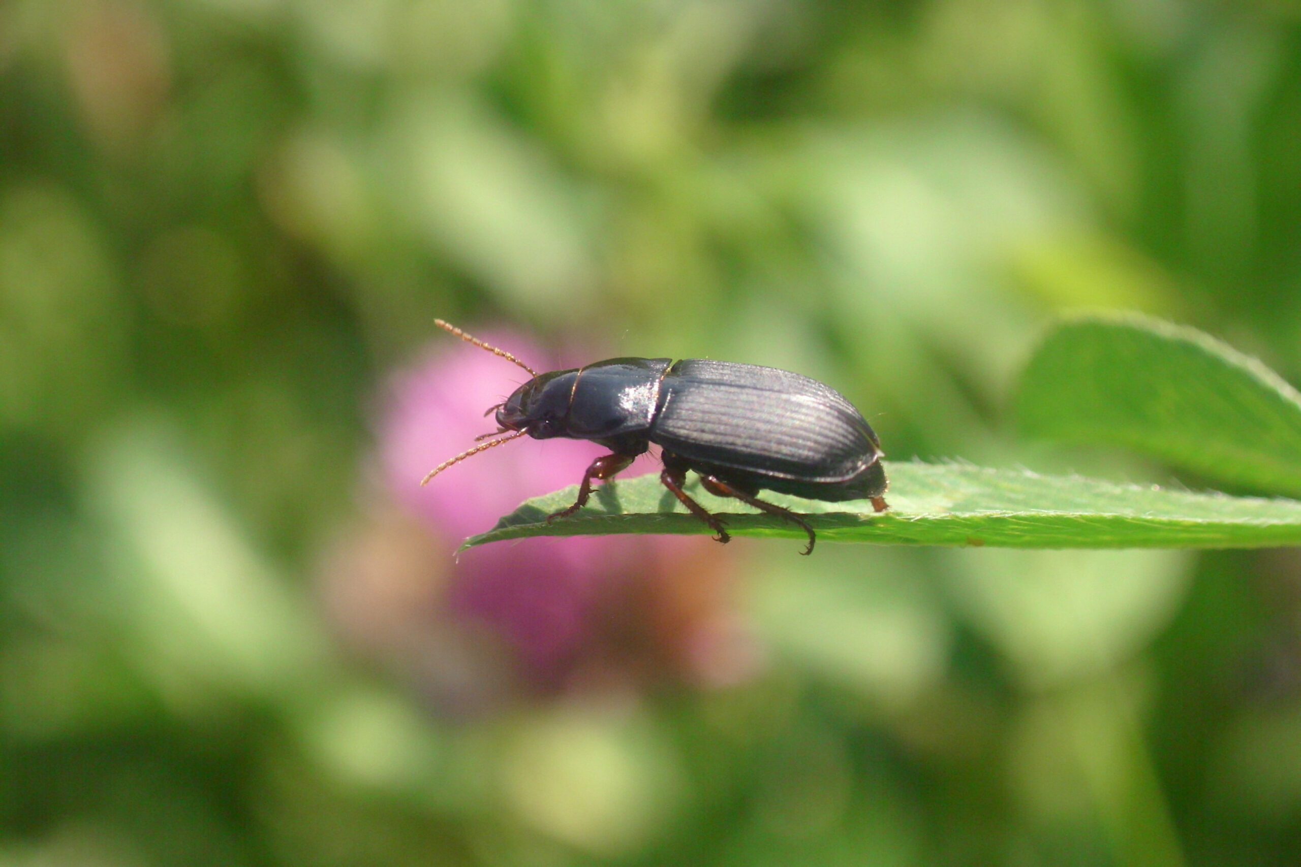iDiv | Hotspot in Biodiversity Research