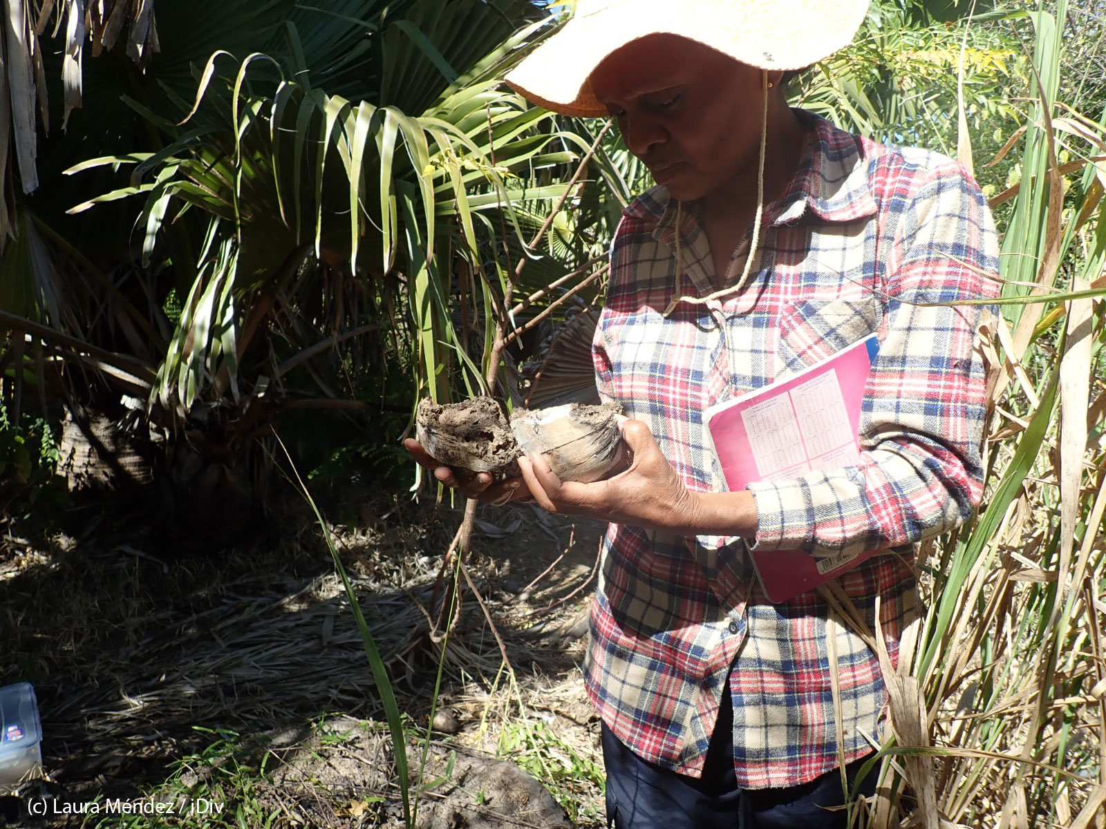 Human activities linked to declines of big seeds | iDiv